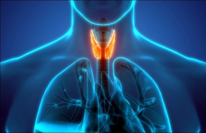 tiroides | Despertar en Salud